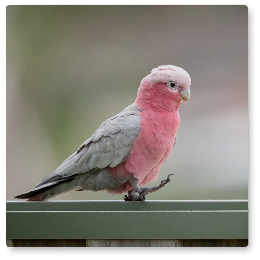 Rose Pink Parakeet Photo Tile | Shutterfly