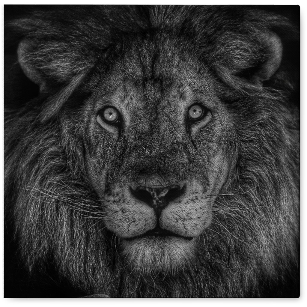 Lion - Black and White Photo Tile | Shutterfly